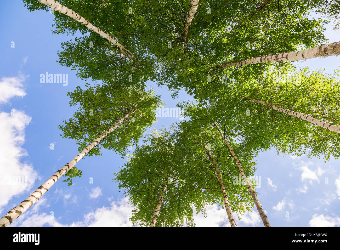 Crowns of tall birch trees above his head in the forest against a blue ...