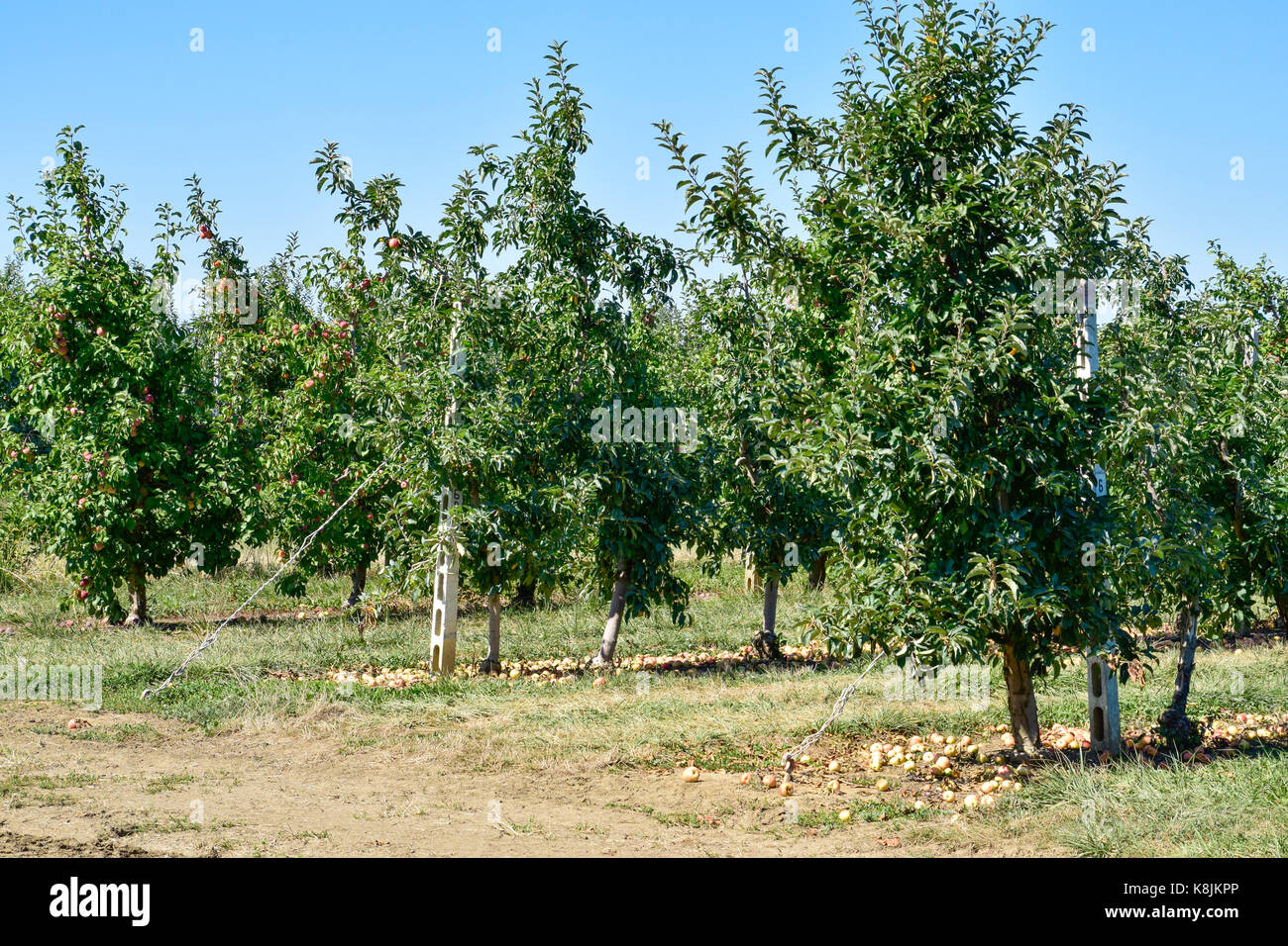 Apple orchard. Rows of trees and the fruit of the ground under the ...