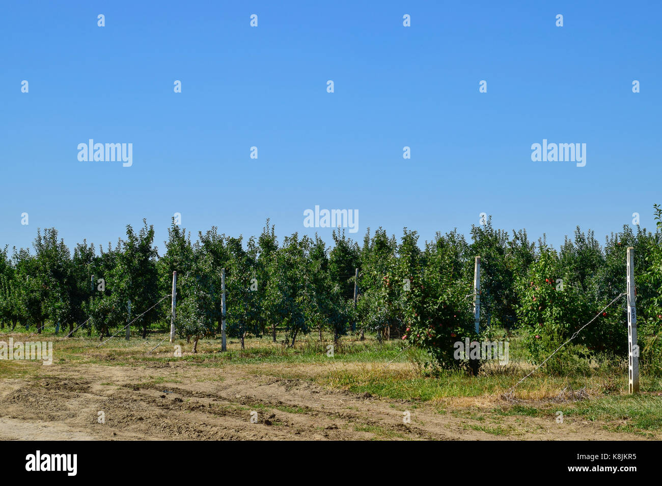 Apple orchard. Rows of trees and the fruit of the ground under the ...