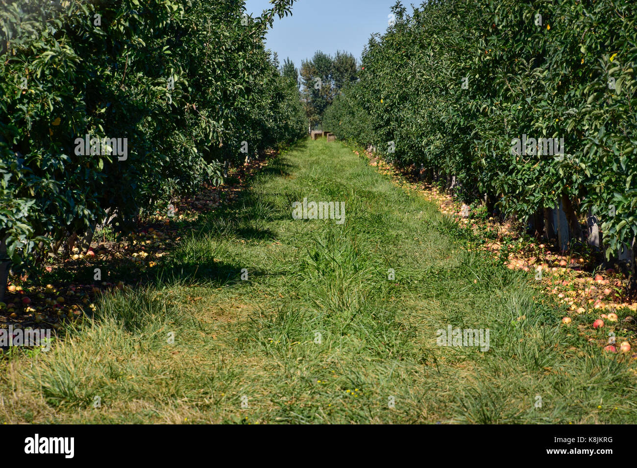 Apple orchard. Rows of trees and the fruit of the ground under the ...