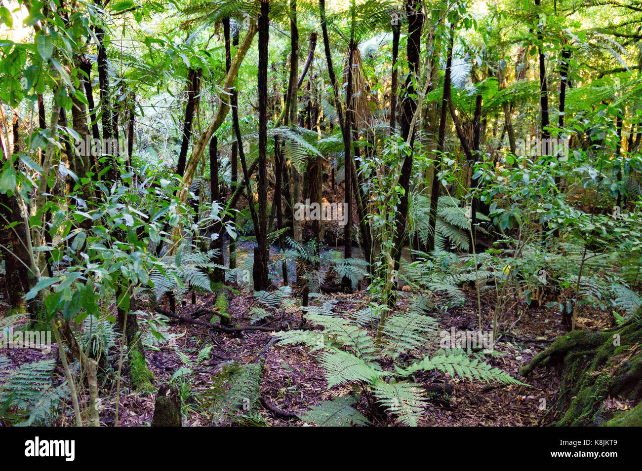 Bridal Veil bush walk, Raglan, New Zealand Stock Photo - Alamy