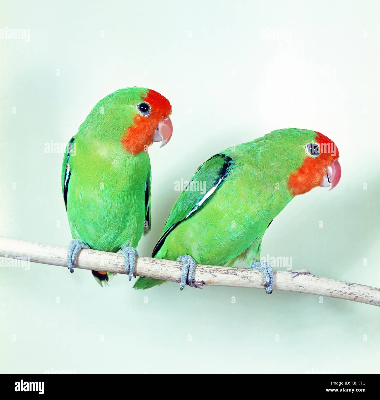 African Love Birds Farm