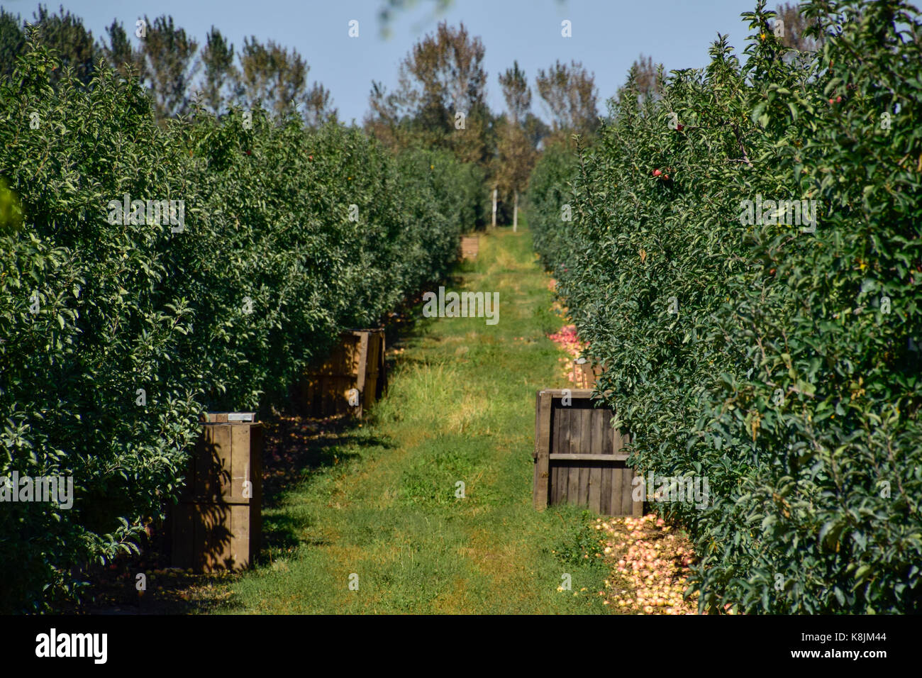 Apple orchard. Rows of trees and the fruit of the ground under the ...