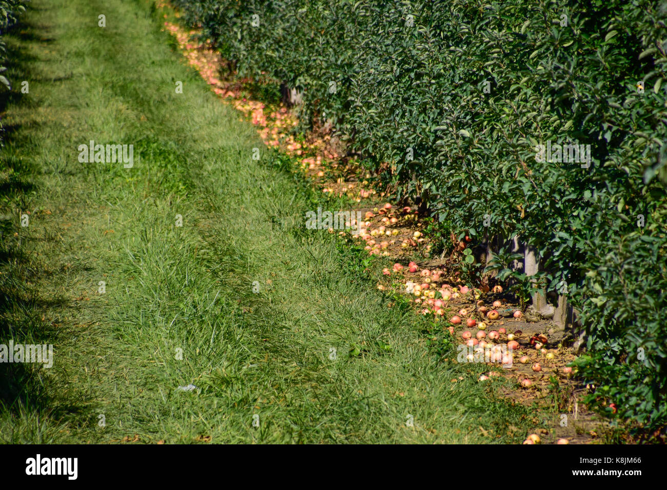 Apple orchard. Rows of trees and the fruit of the ground under the ...