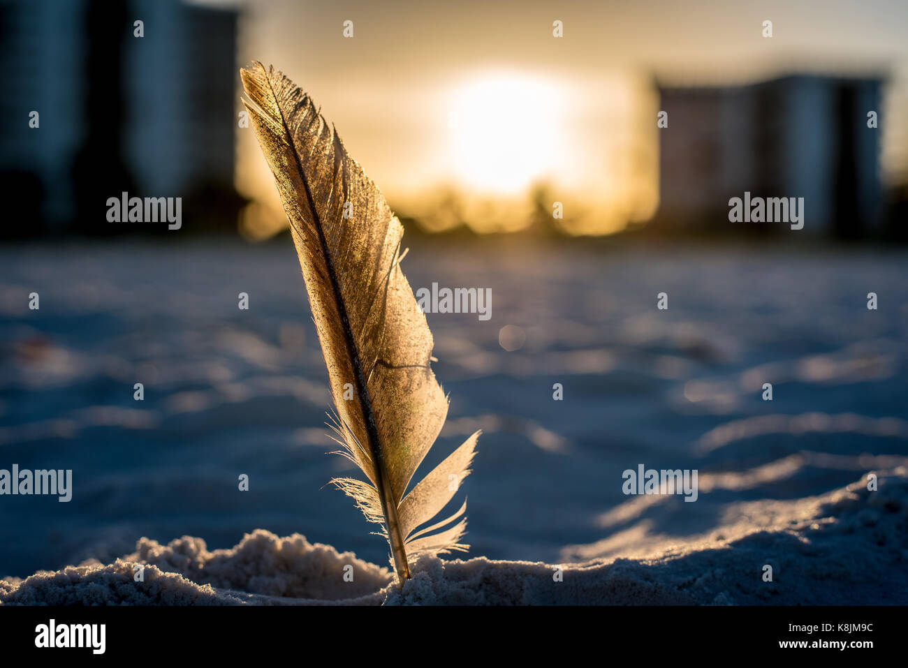feather at the beach in the sunrise Stock Photo - Alamy
