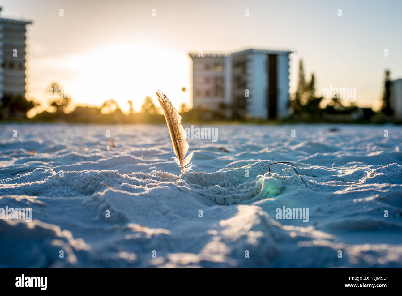 feather at the beach in the sunrise Stock Photo - Alamy