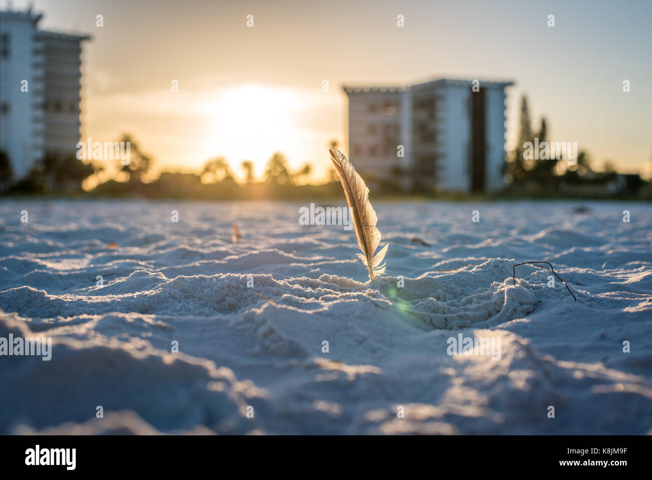 feather at the beach in the sunrise Stock Photo - Alamy