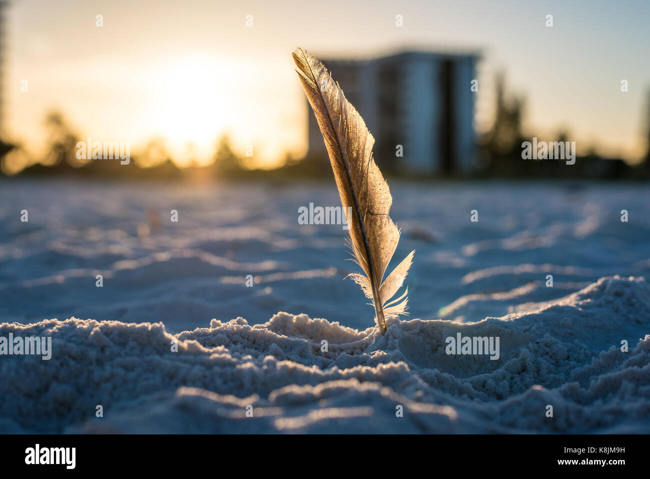 feather at the beach in the sunrise Stock Photo - Alamy