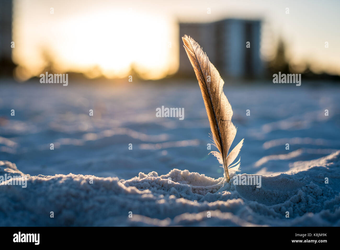 feather at the beach in the sunrise Stock Photo - Alamy