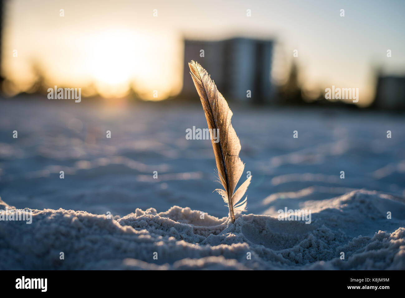 feather at the beach in the sunrise Stock Photo - Alamy