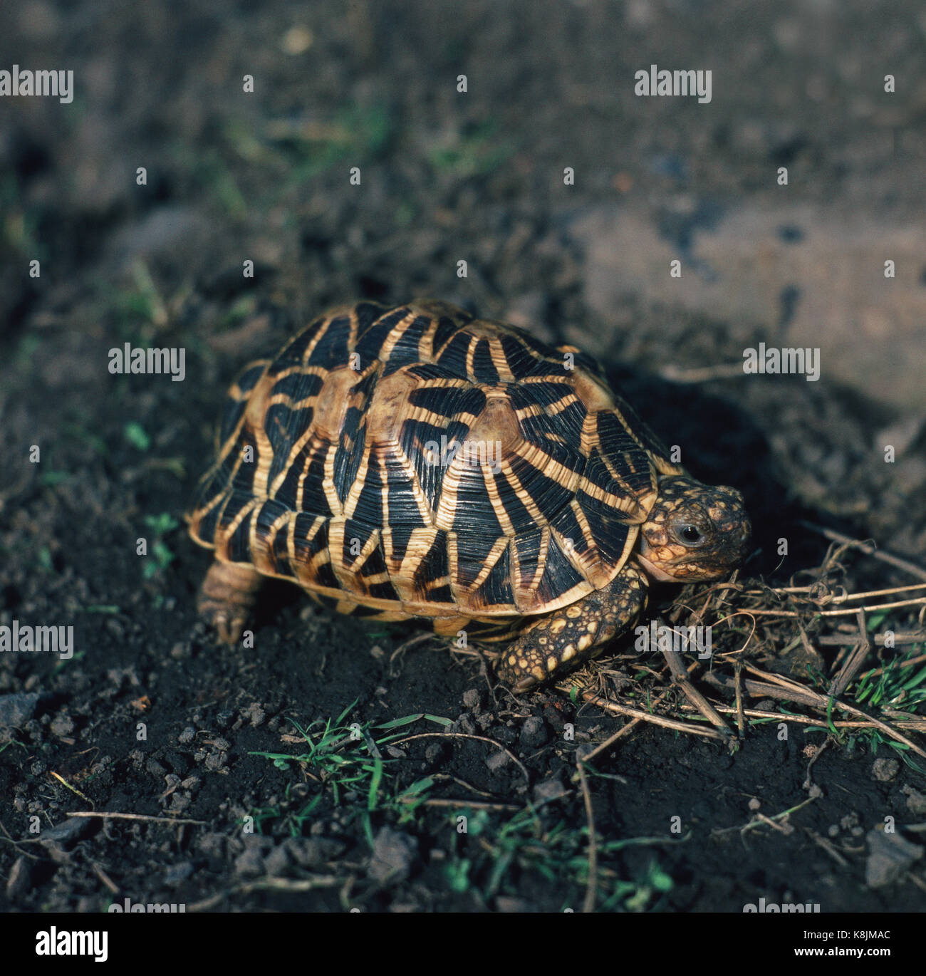 Indian star tortoise hi-res stock photography and images - Alamy