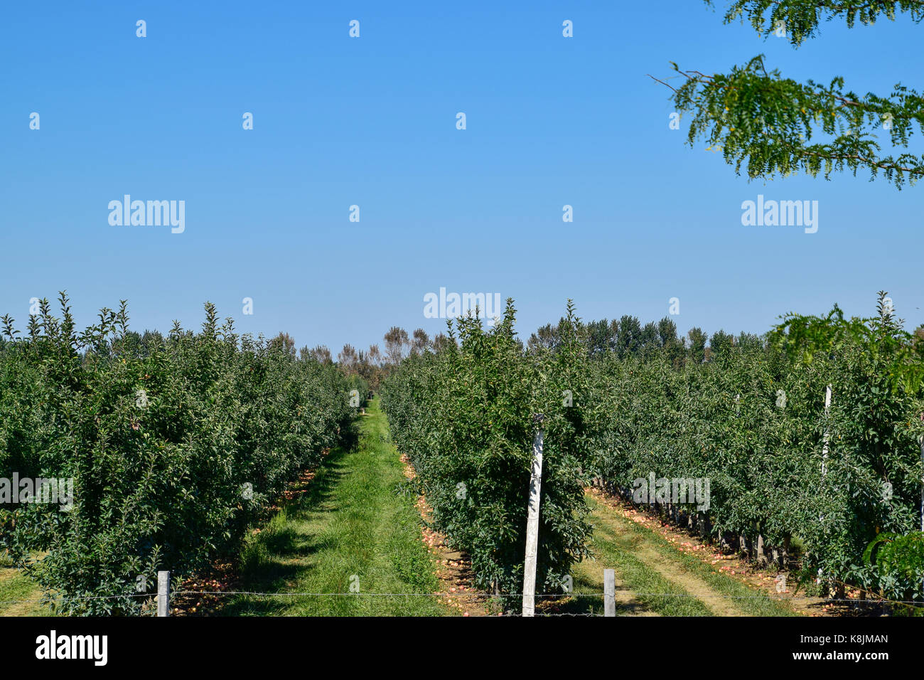 Apple orchard. Rows of trees and the fruit of the ground under the ...