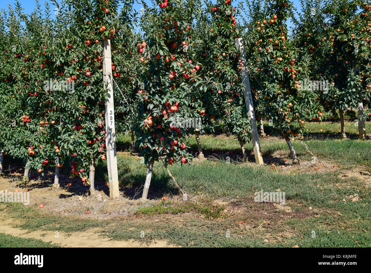 Apple orchard. Rows of trees and the fruit of the ground under the ...