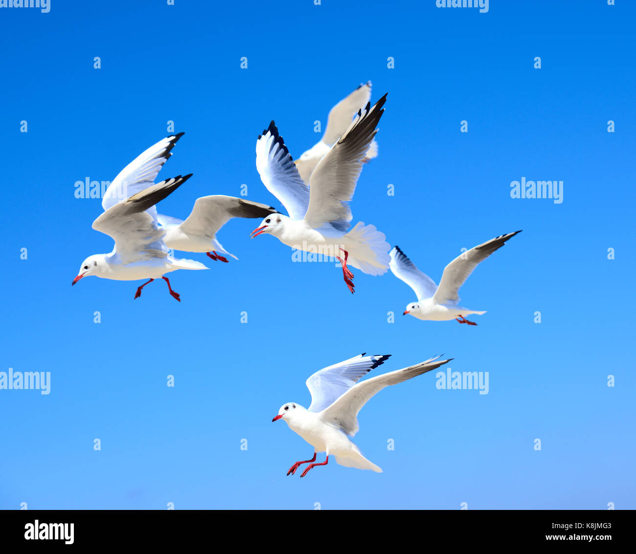 flock of white gulls floating in the air against a blue clear sky on a ...