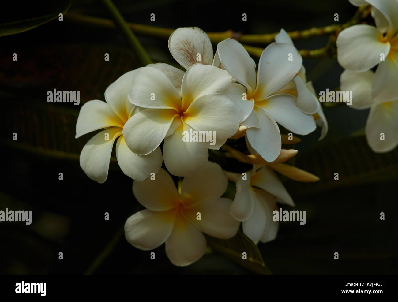 indian garden flowers Stock Photo - Alamy