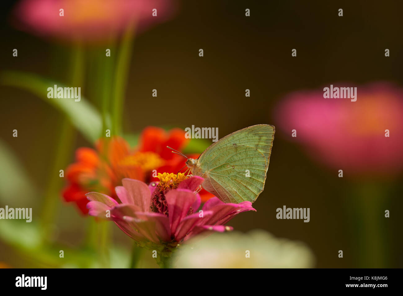 Butterflies of kerala hi-res stock photography and images - Alamy