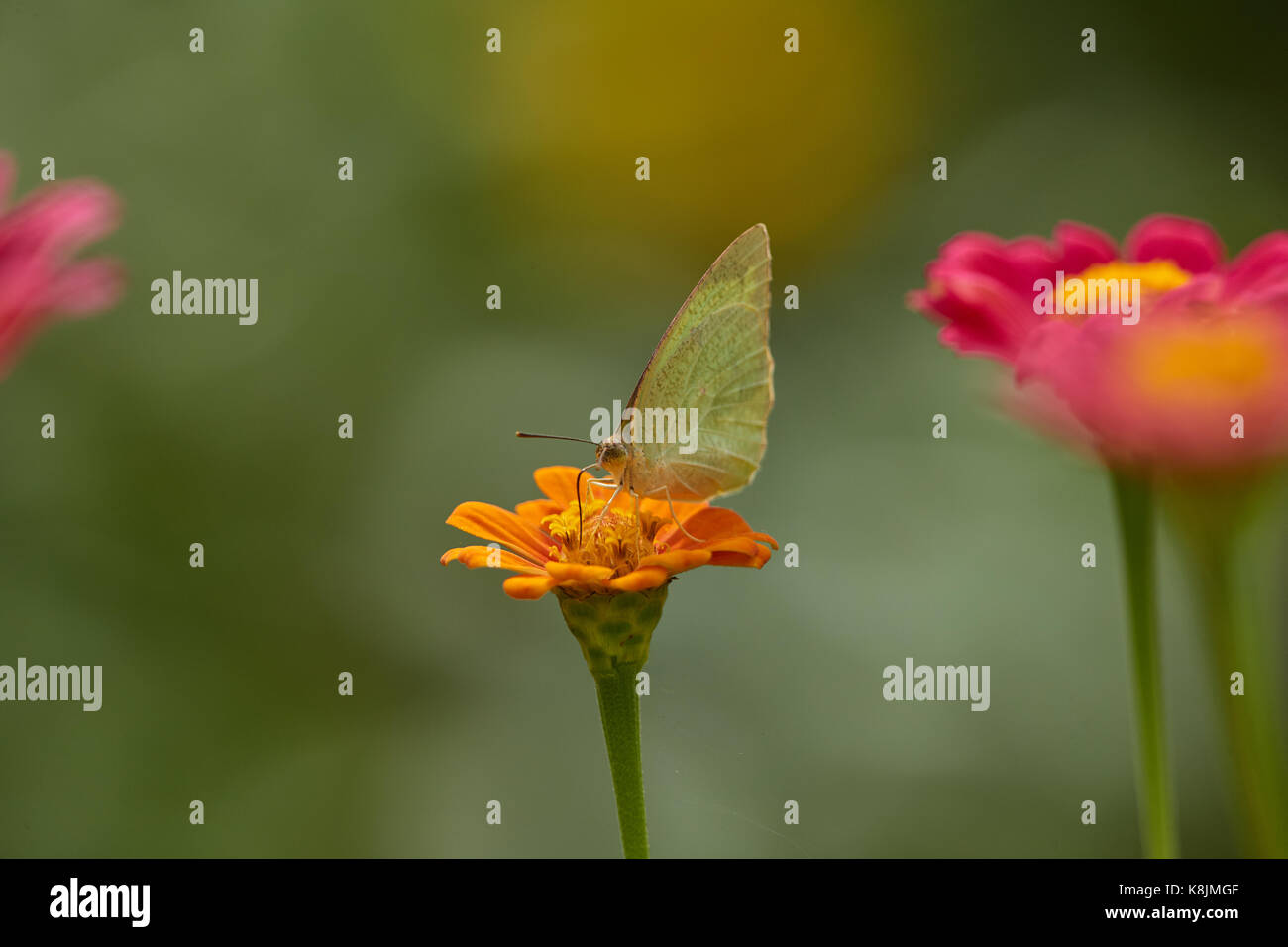 Butterflies of kerala hi-res stock photography and images - Alamy