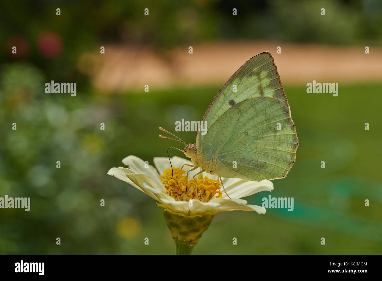Butterflies of kerala hi-res stock photography and images - Alamy