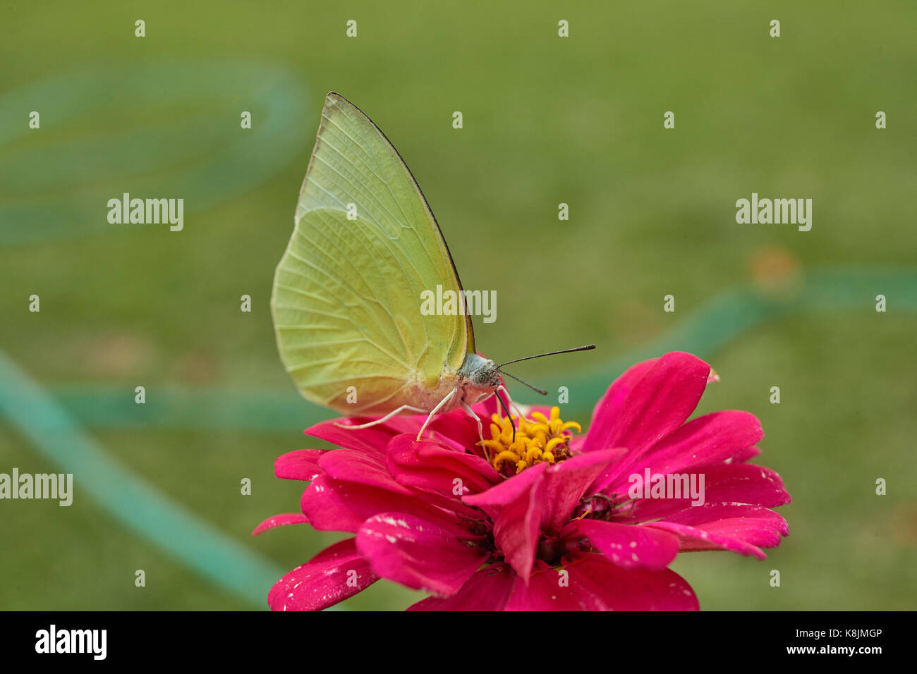 Butterflies of kerala hi-res stock photography and images - Alamy