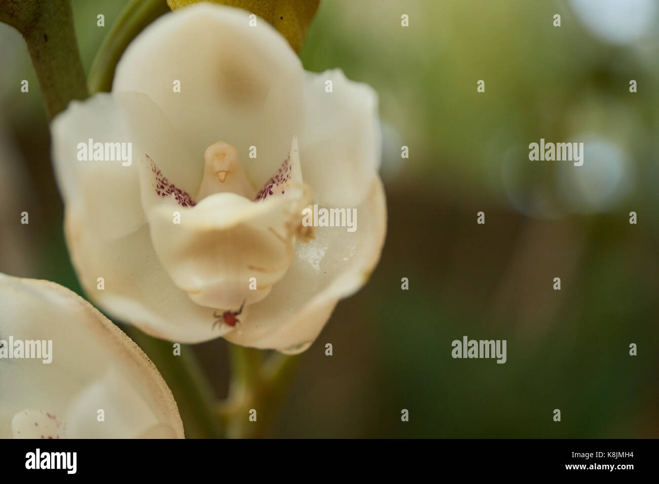 Close up shot of the flower of the Holy Spirit, National flower of ...