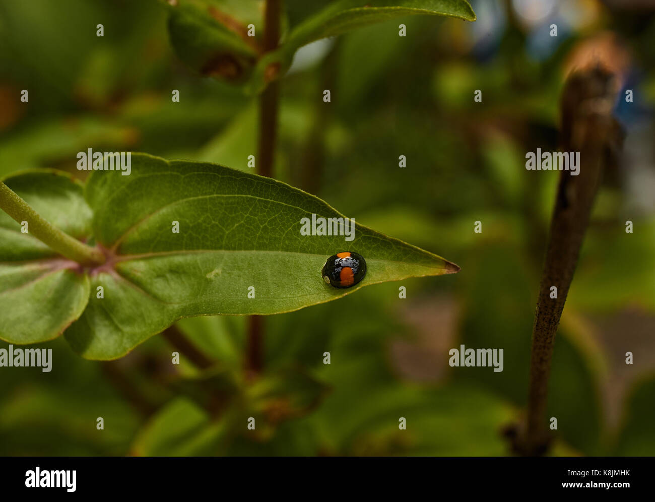 Ladybug running along on blade of green grass. Beautiful nature Stock ...
