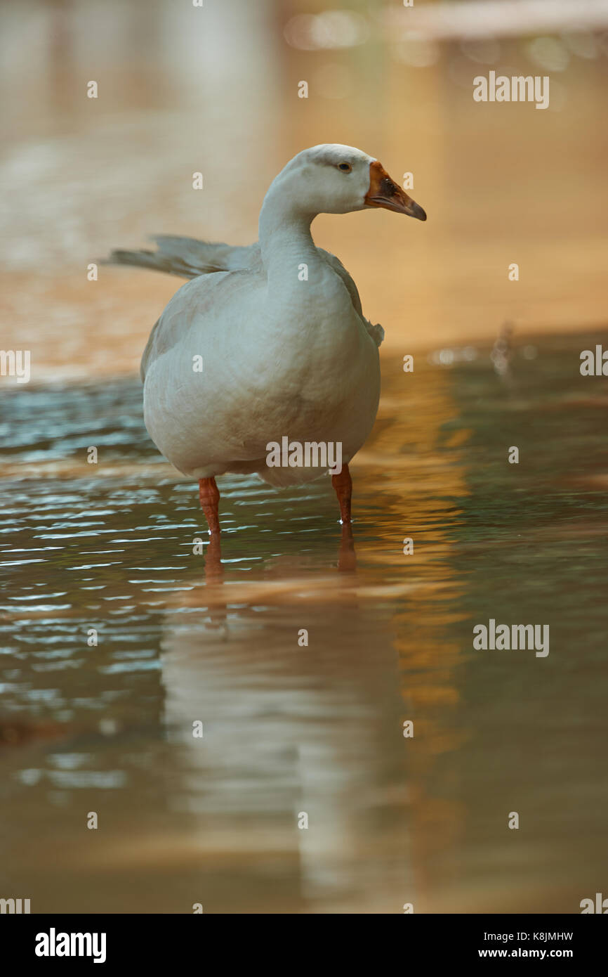 Domestic white goose happily bathing in the pond with water drops ...
