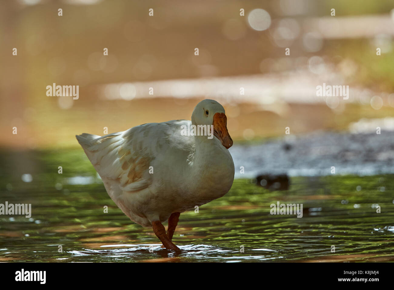 Goose shaking wings hi-res stock photography and images - Alamy