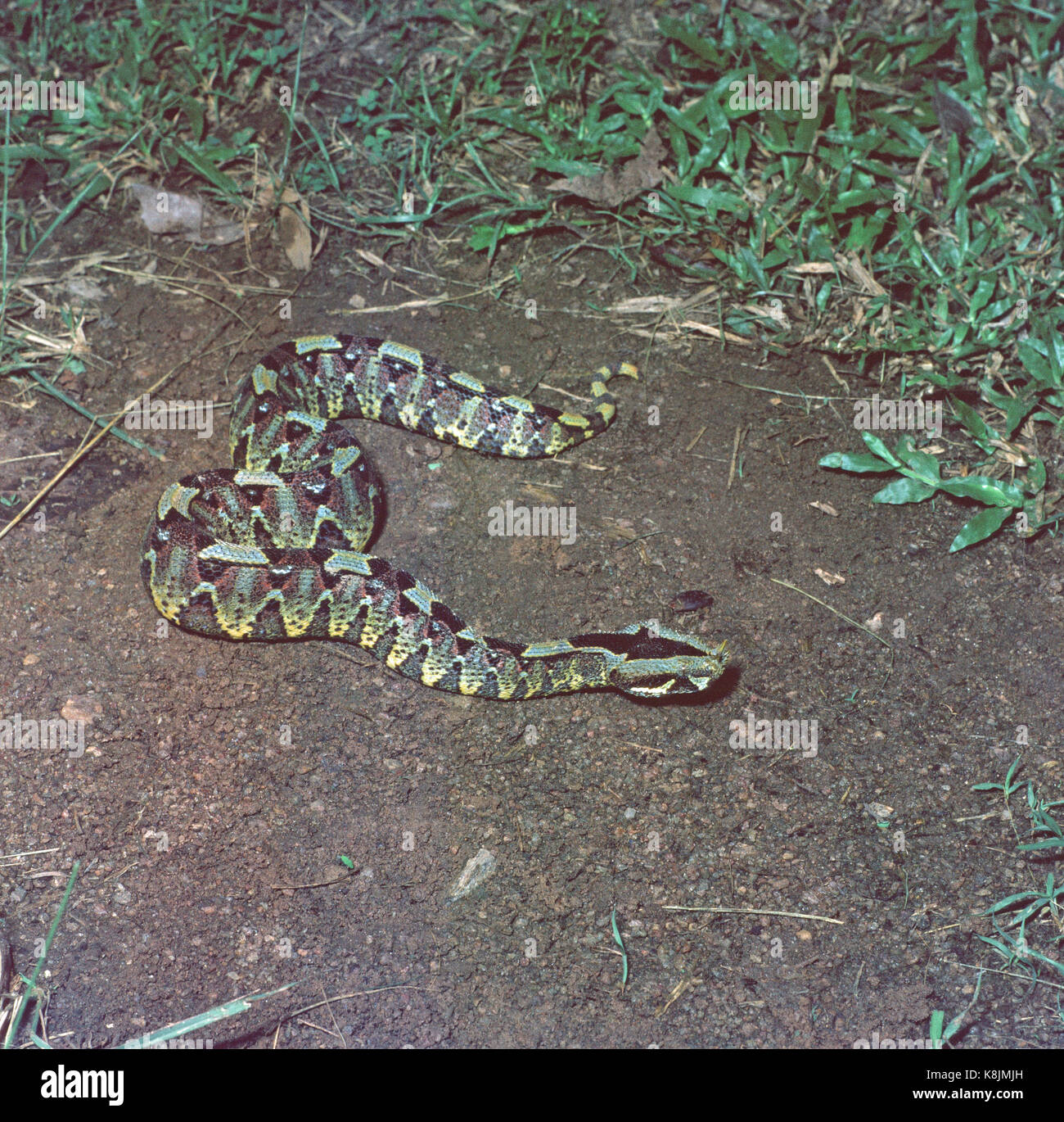 Rhinoceros Viper (Bitis nasicornis Stock Photo - Alamy