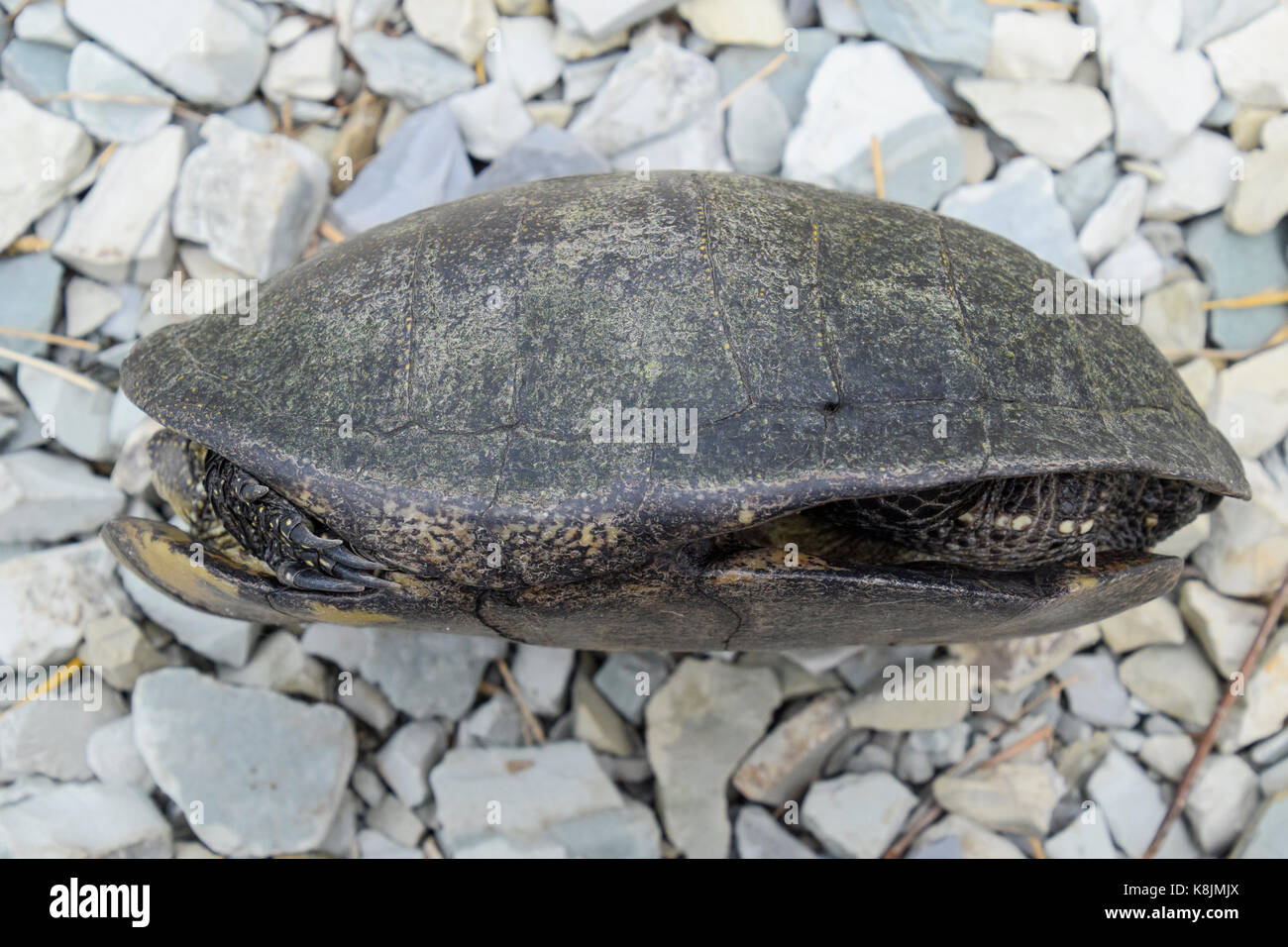 Ordinary river tortoise of temperate latitudes. The tortoise is an ...