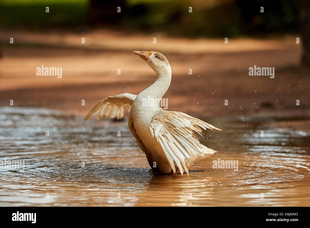 Goose shaking wings hi-res stock photography and images - Alamy
