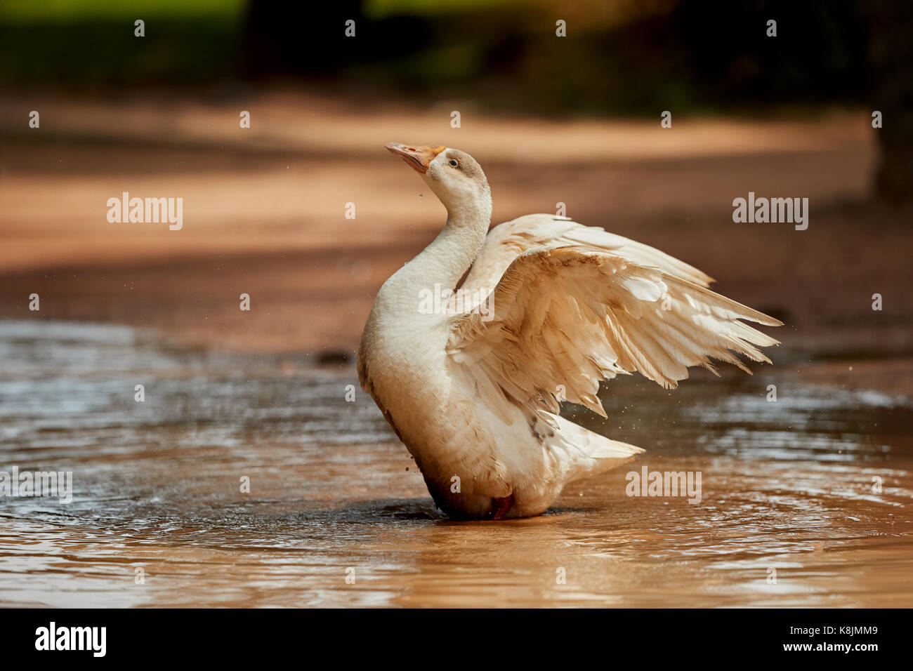 Domestic white goose happily bathing in the pond with water drops ...