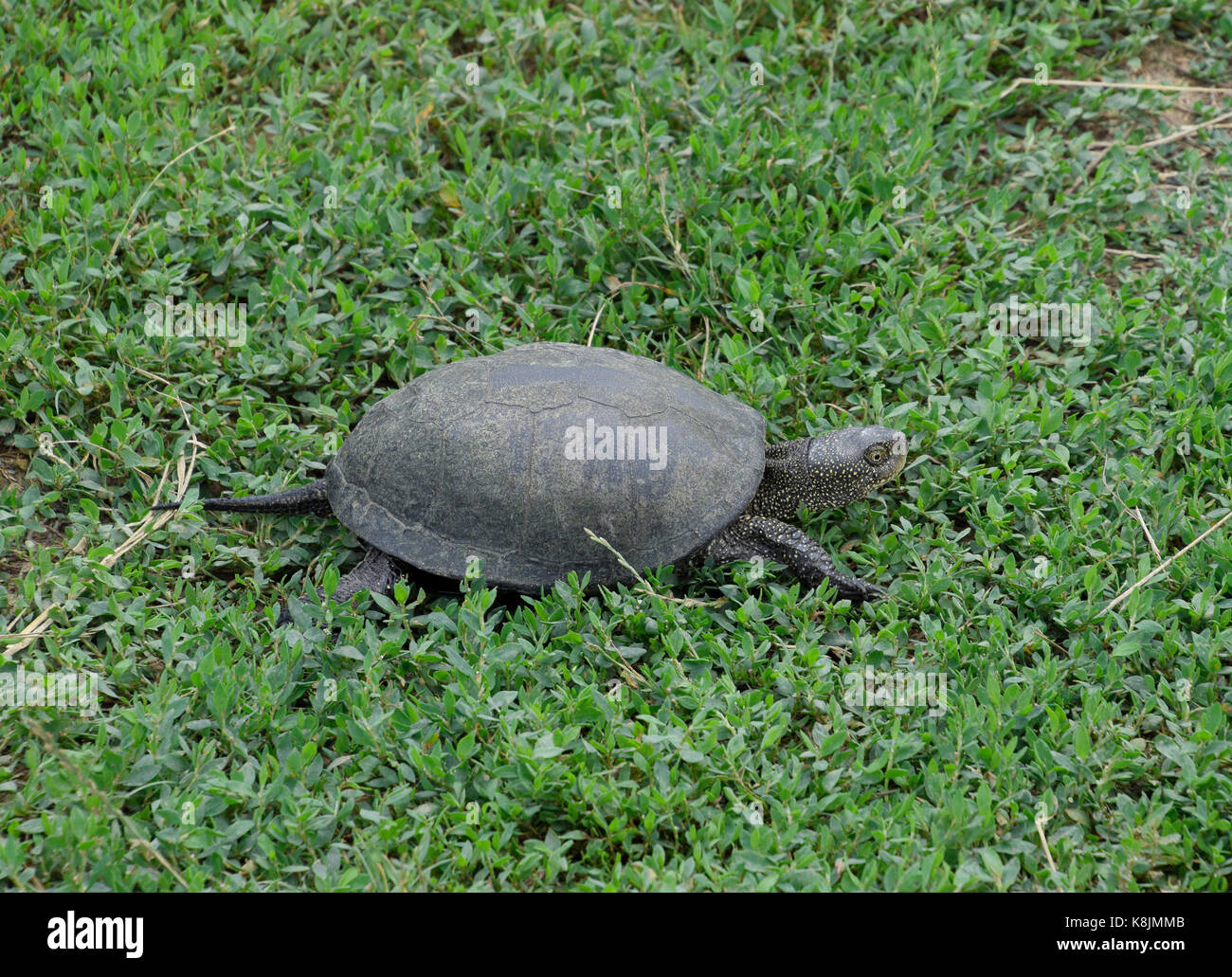 The tortoise crawls along the green grass. Ordinary river tortoise of ...