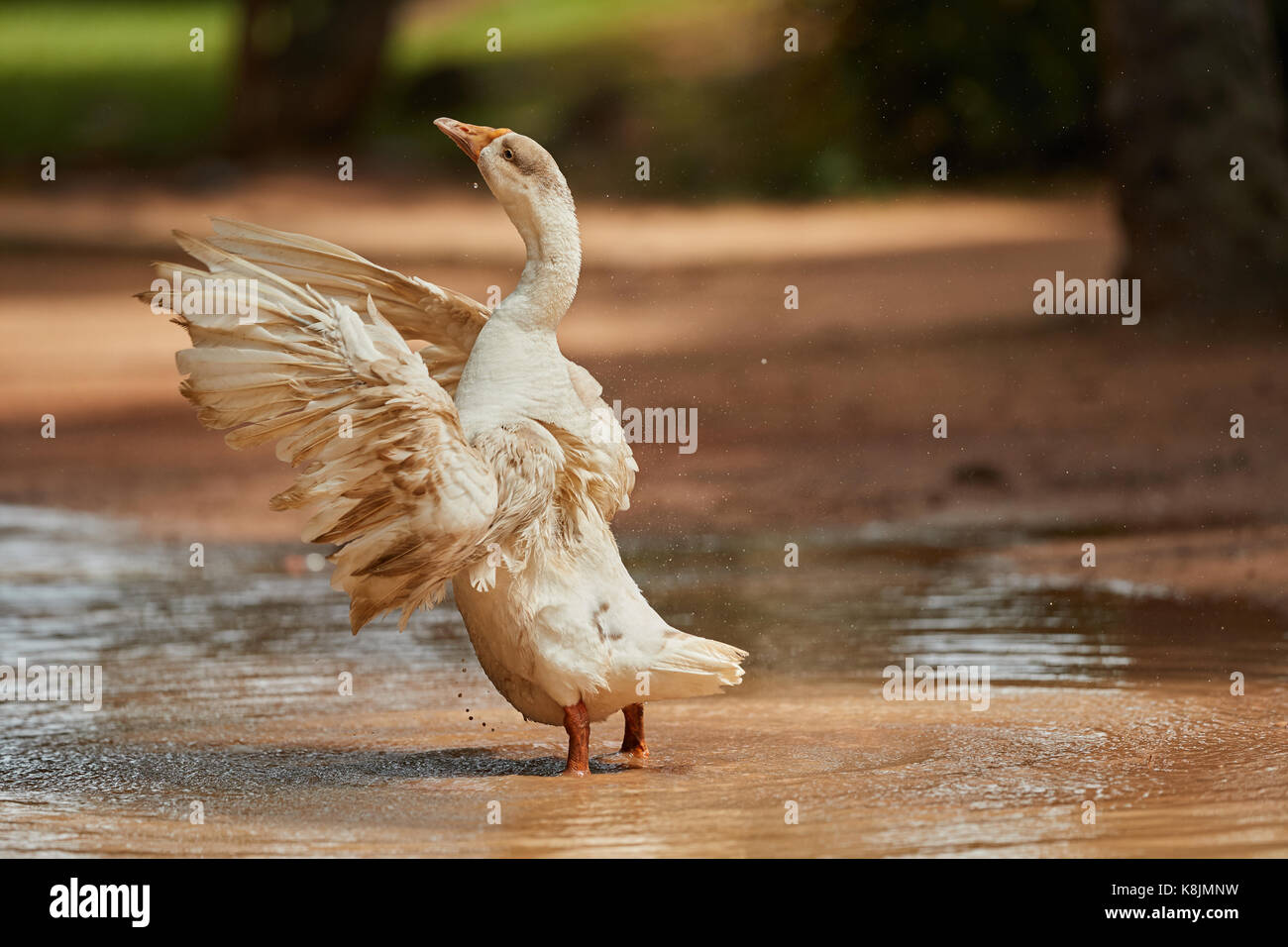 Domestic white goose happily bathing in the pond with water drops ...