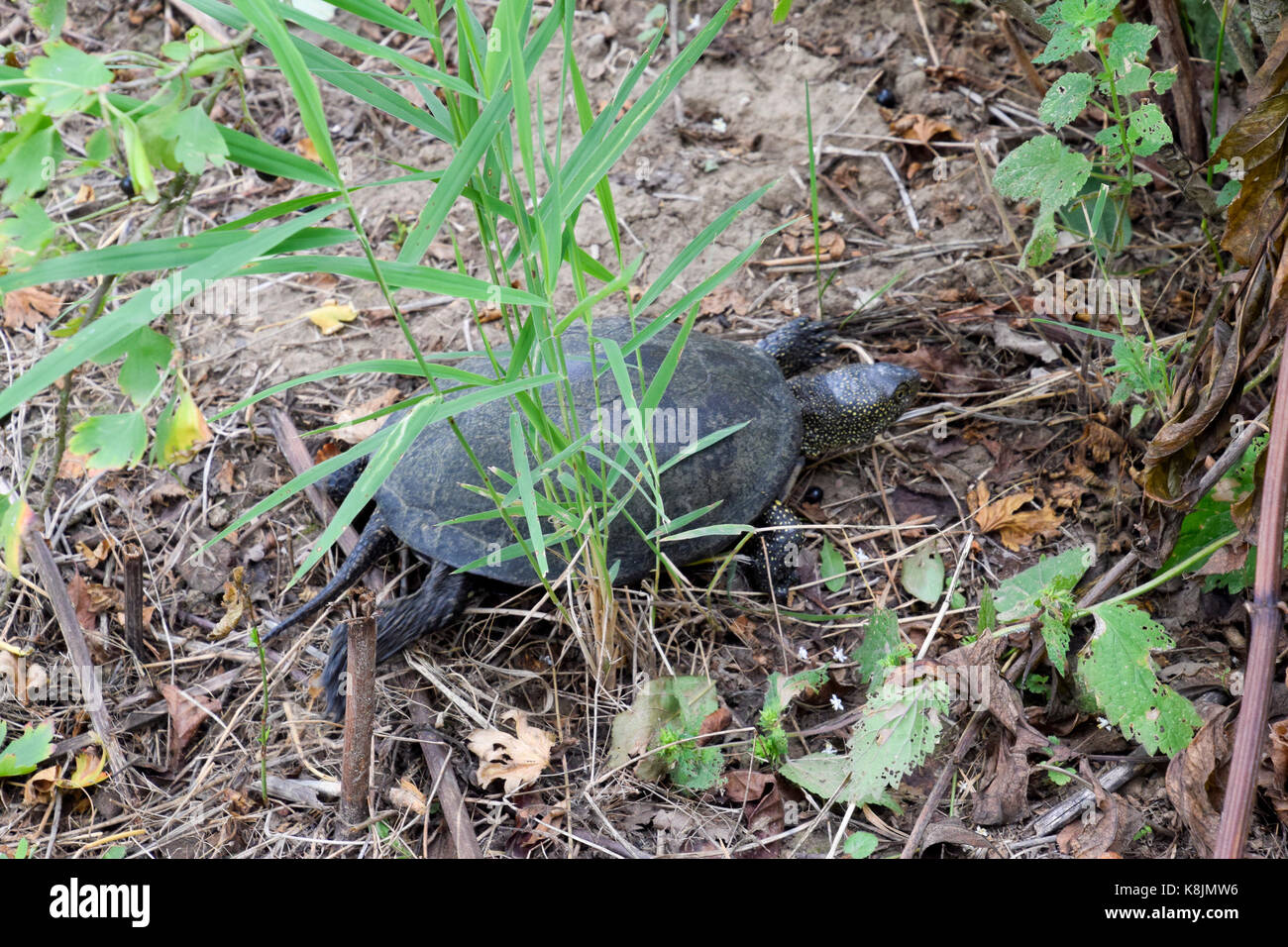 Land turtle crawls on grass hi-res stock photography and images - Alamy