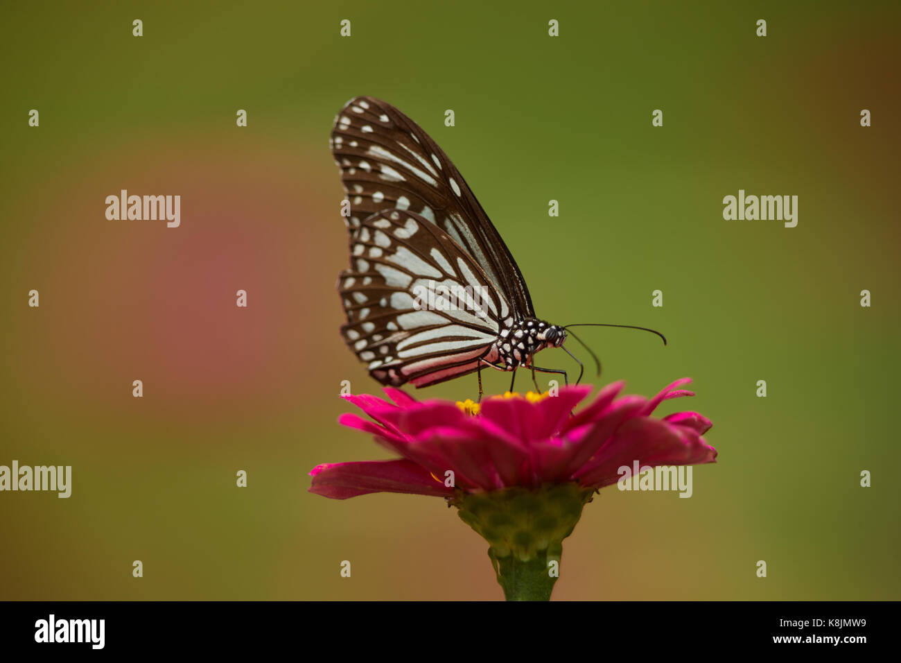 Macro photograph of a Common Crow butterfly with white spots on a green ...