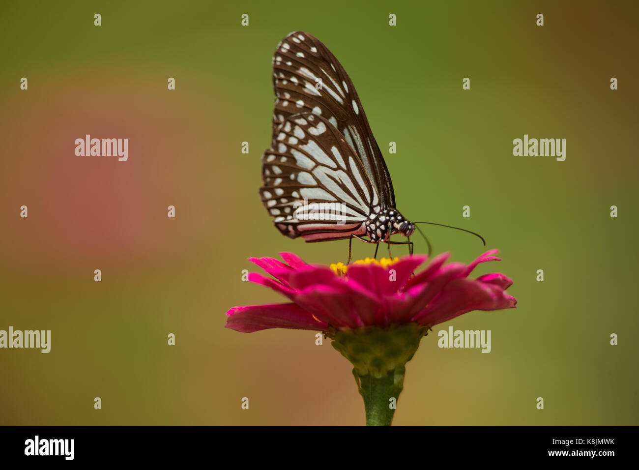 Macro photograph of a Common Crow butterfly with white spots on a green ...