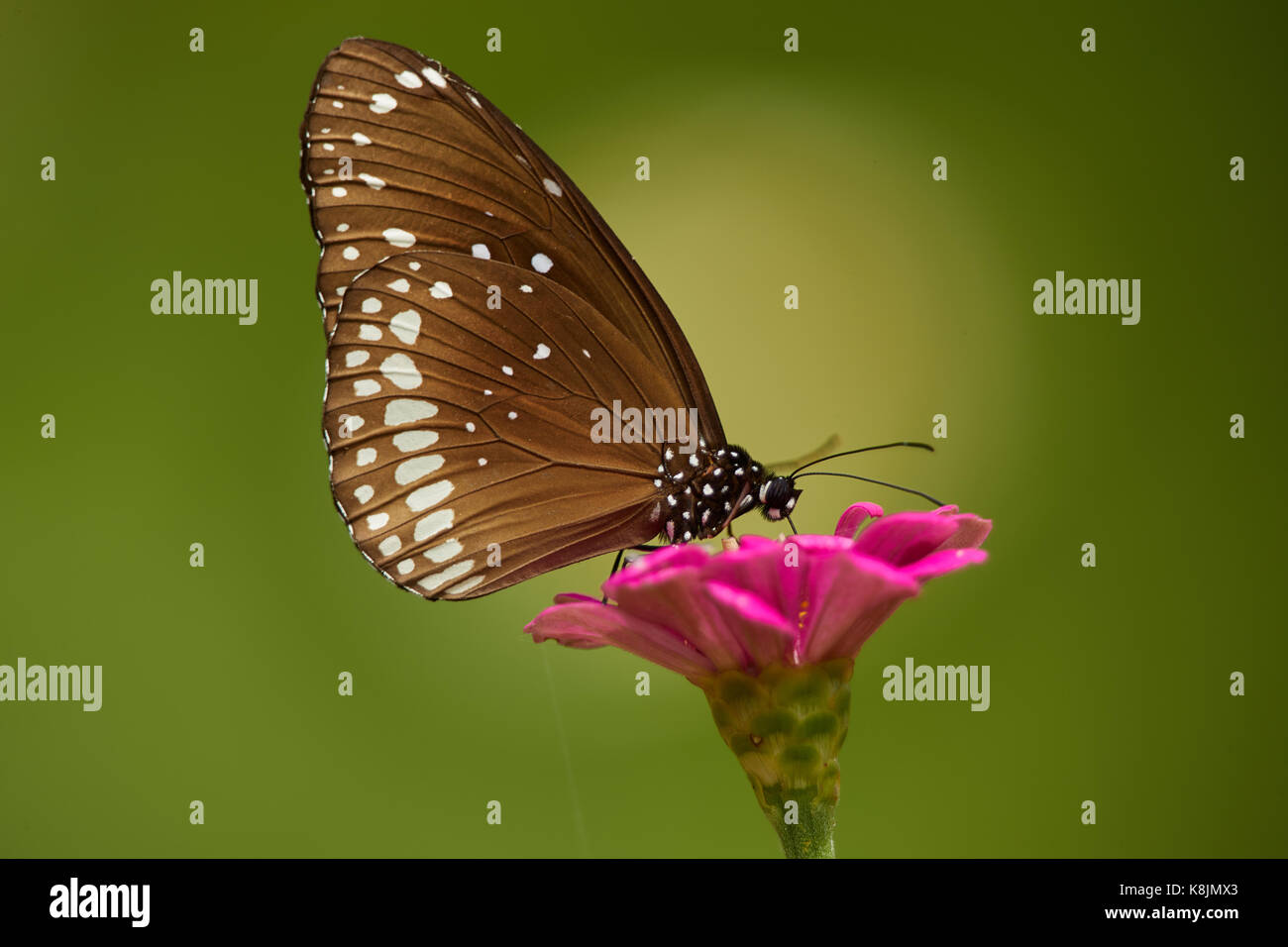 Macro photograph of a Common Crow butterfly with white spots on a green ...