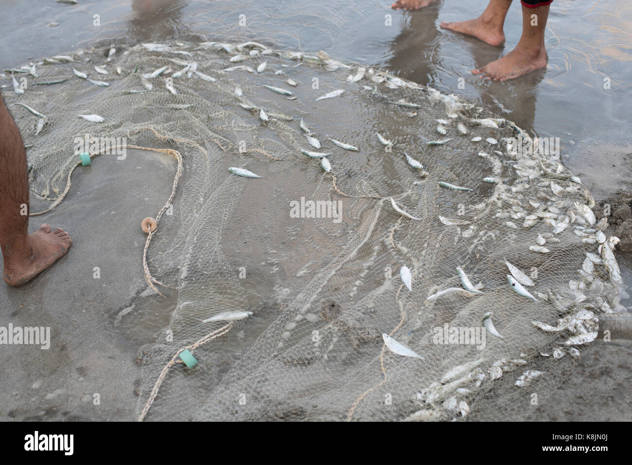 fish caught in fish net by a fisherman at the beach Stock Photo - Alamy