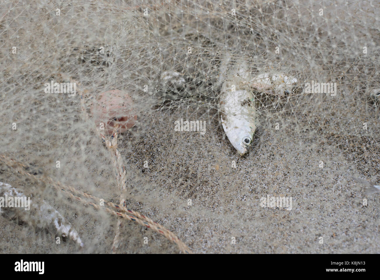 fish caught in fish net by a fisherman at the beach Stock Photo - Alamy