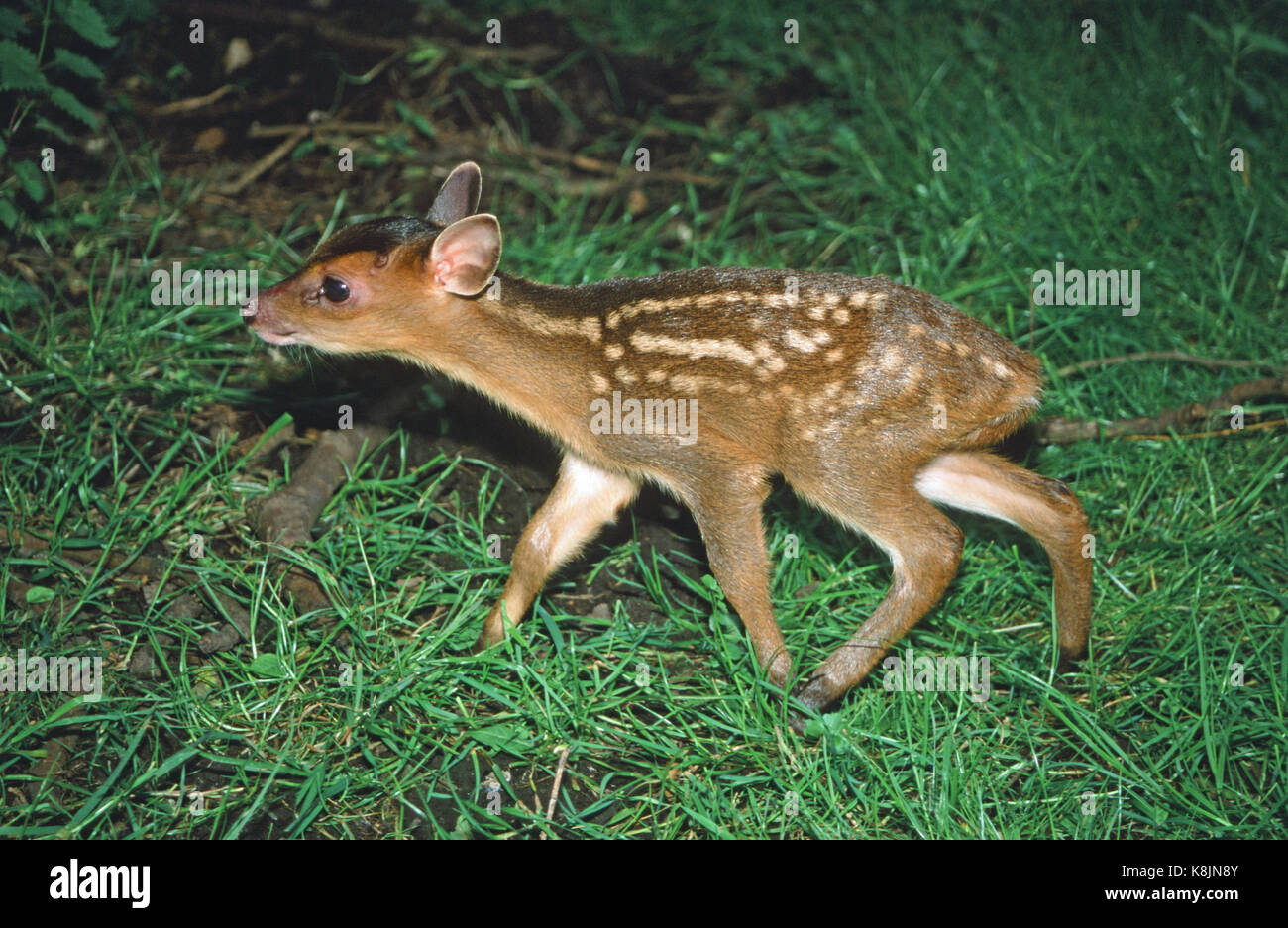 Muntjac Deer Pet