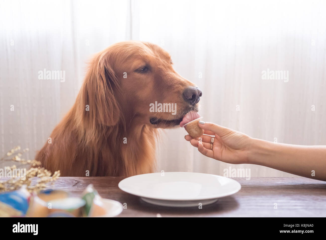 Golden Retriever eating Stock Photo - Alamy