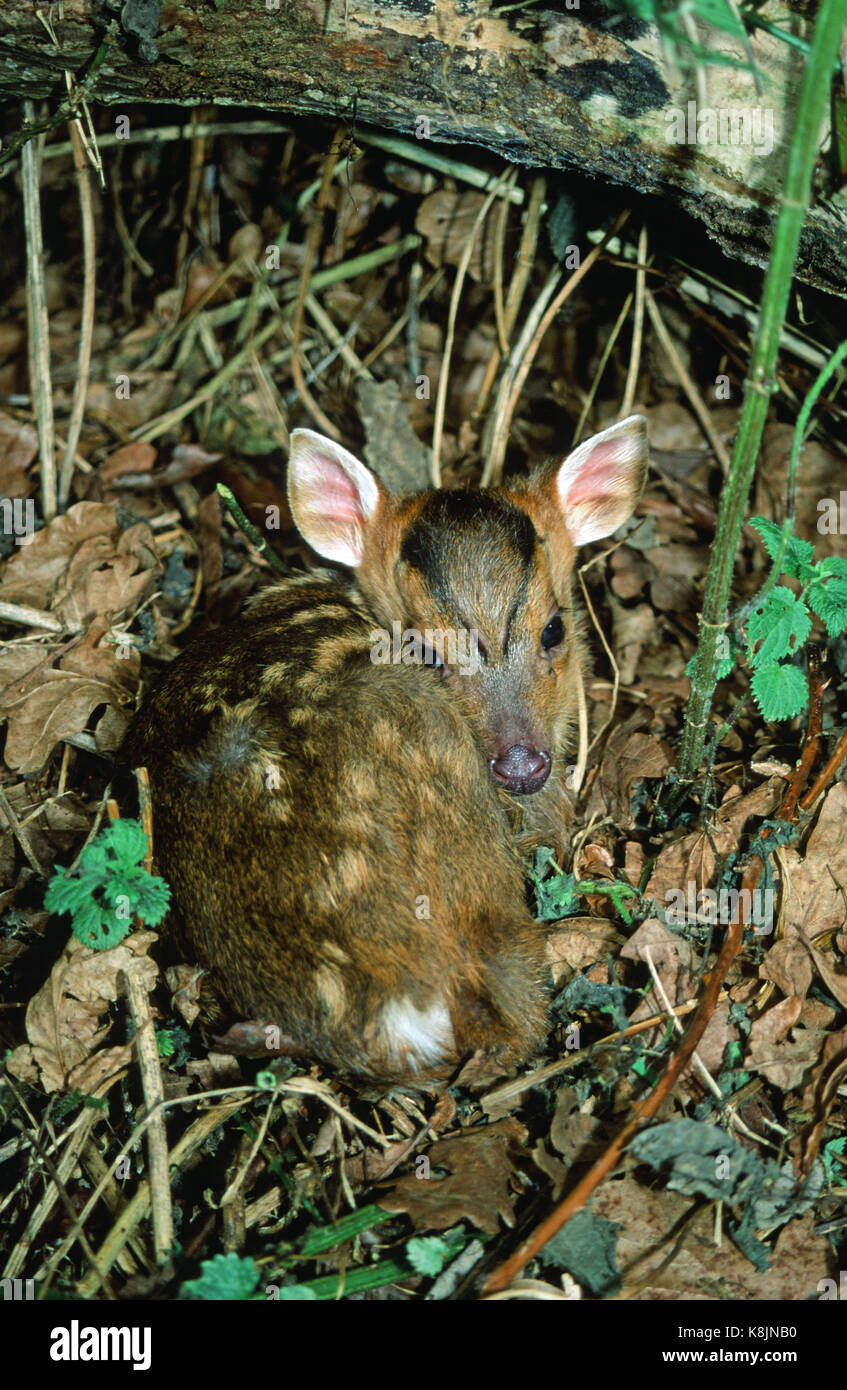 Reeve’s Muntjac Deer or Barking Deer (Muntiacus reevesi). Hours old ...