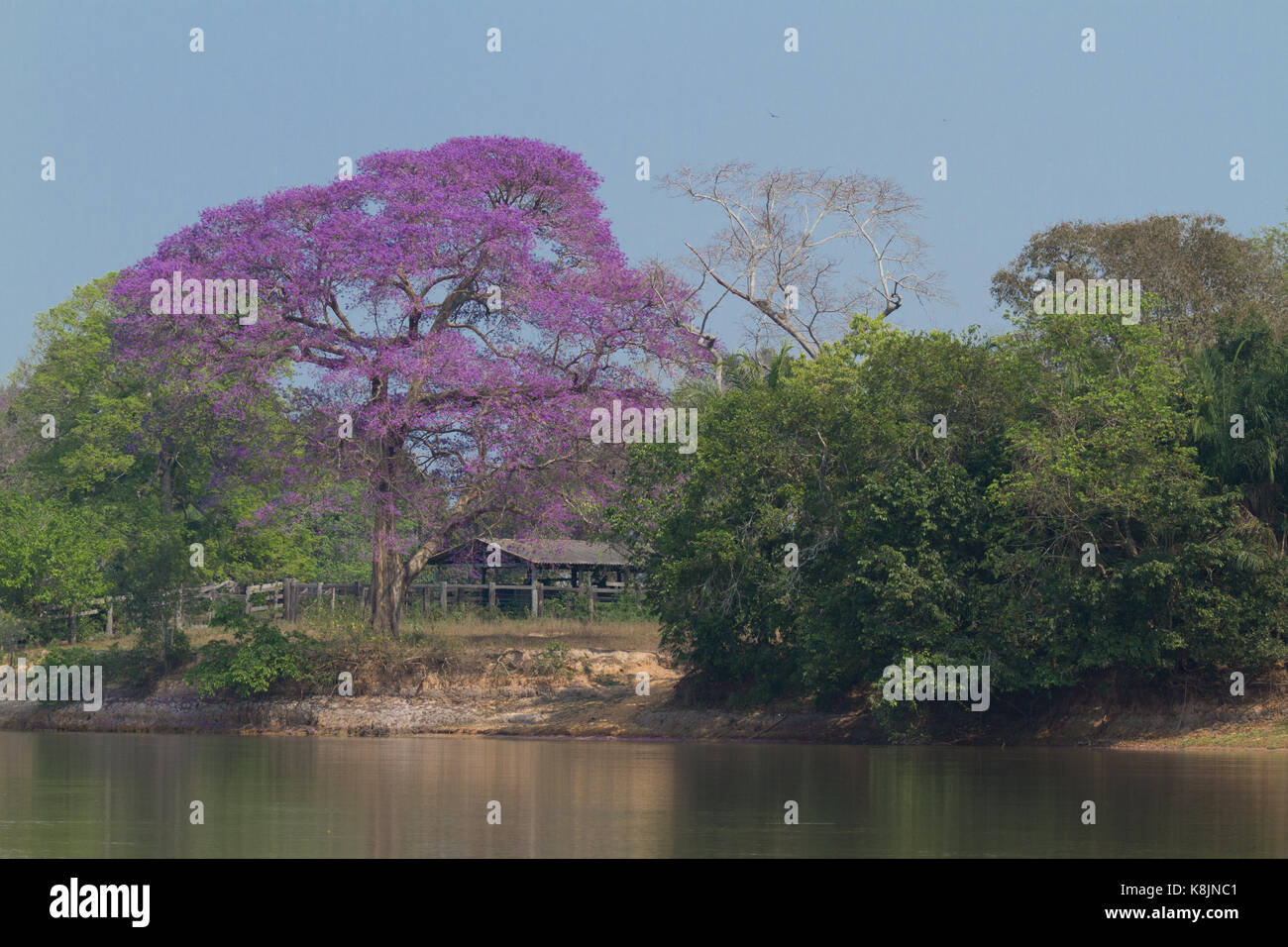 Jackaranda trees hi-res stock photography and images - Alamy