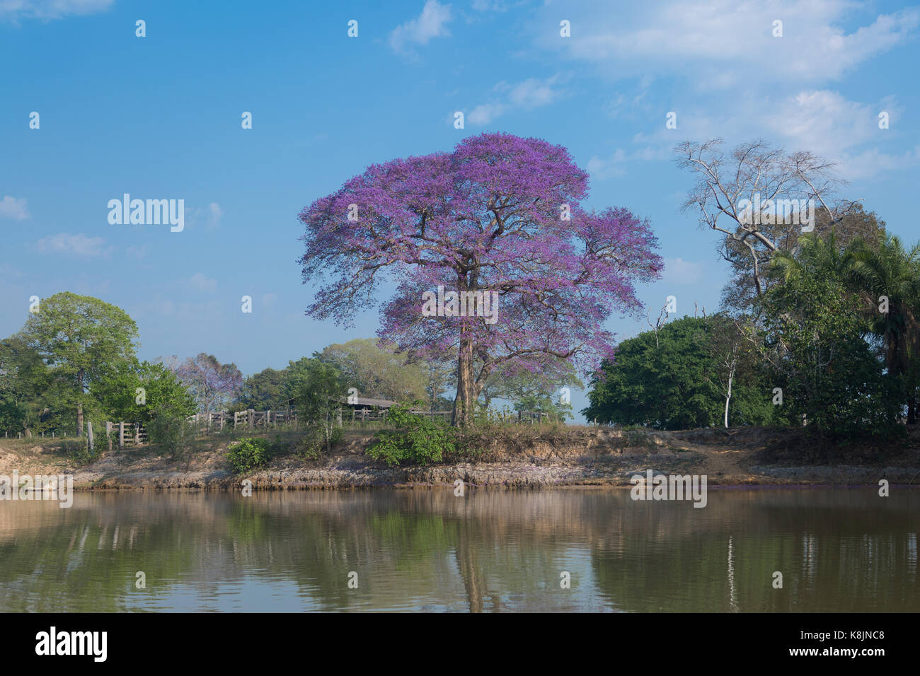 Brazilian Pantanal - Purple Tree - Vitex megapotamica Stock Photo - Alamy