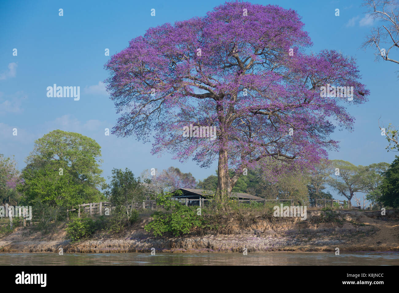 Jacaranda brazil hi-res stock photography and images - Alamy