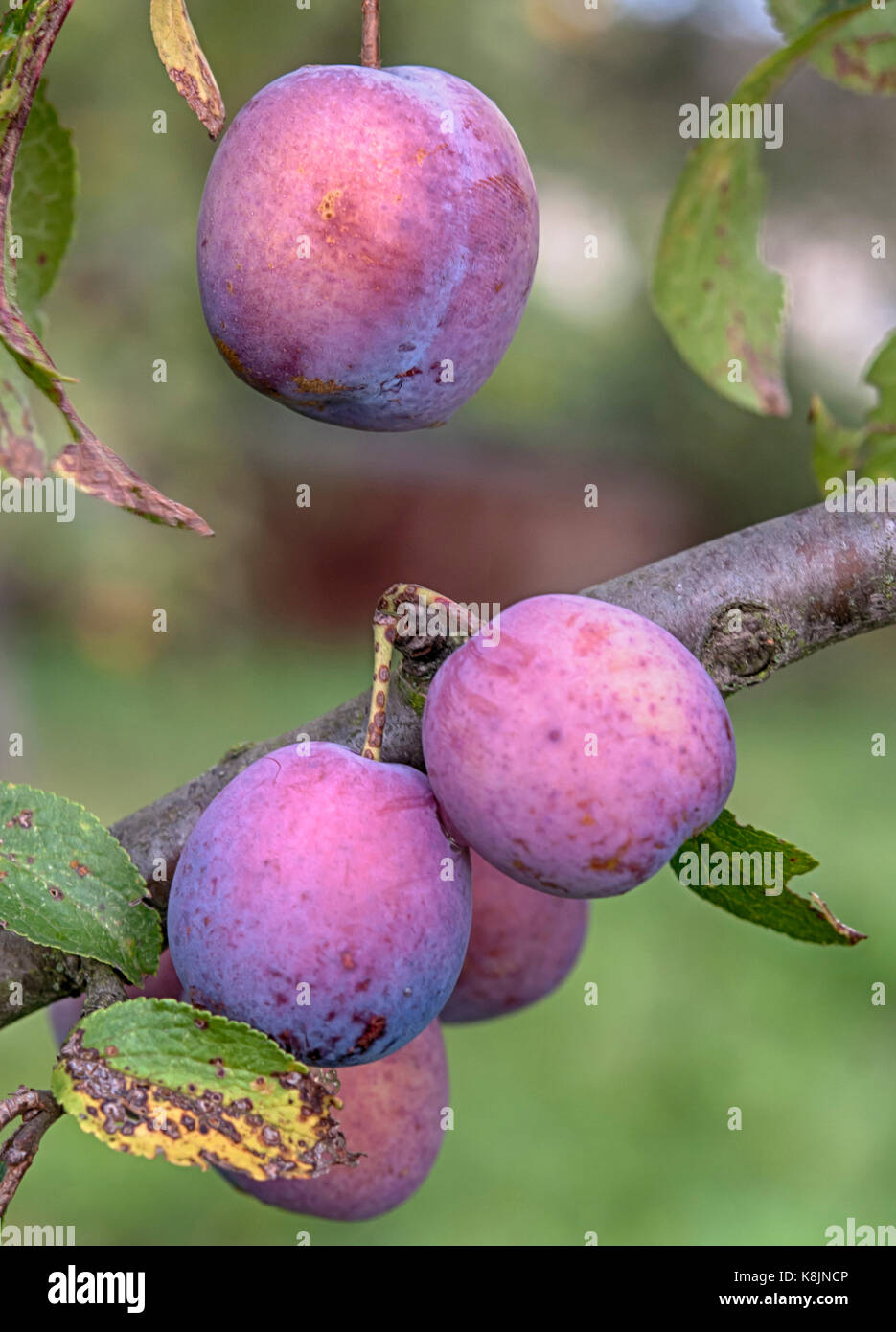 blue plums on the tree Stock Photo - Alamy