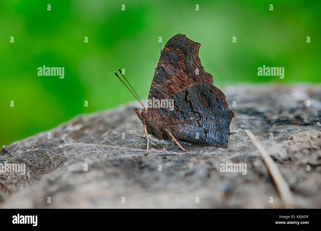 monarch butterfly on tree stump Stock Photo - Alamy