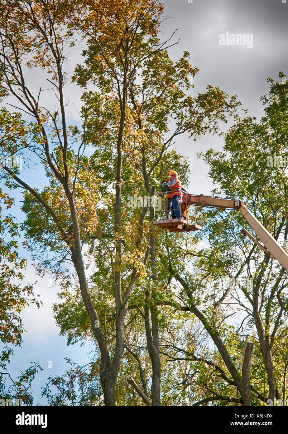 Tree pruning and sawing by a man with a chainsaw Stock Photo - Alamy