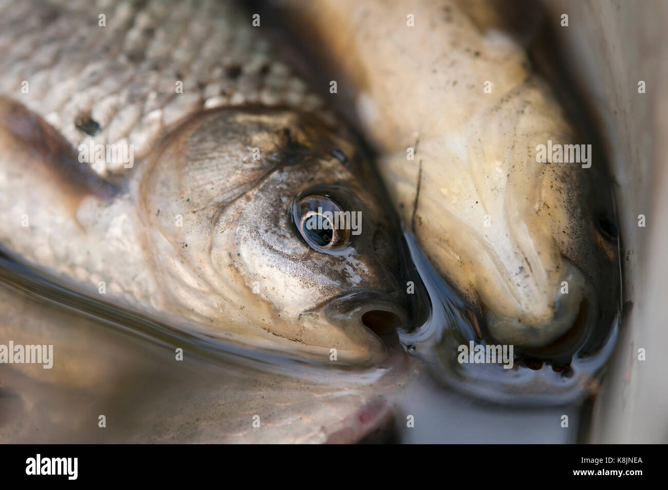 Crucian carp hi-res stock photography and images - Alamy