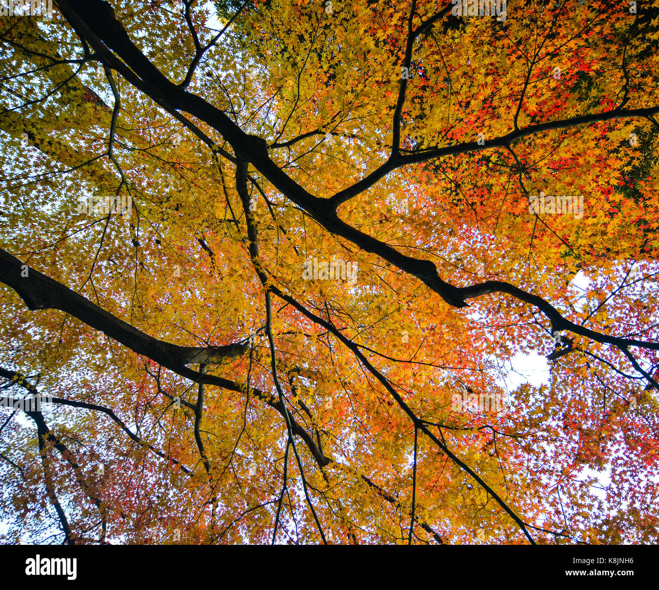 Autumn scenery with yellow trees at the Japanese garden Stock Photo - Alamy